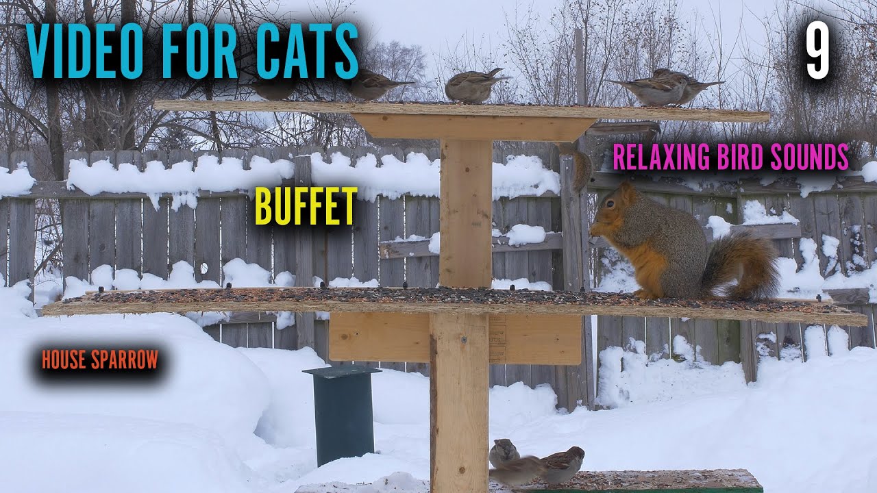 Squirrels Take Over The Bird Buffet - Video For Cats - 4k - Michigan Birds - 9 - YouTube