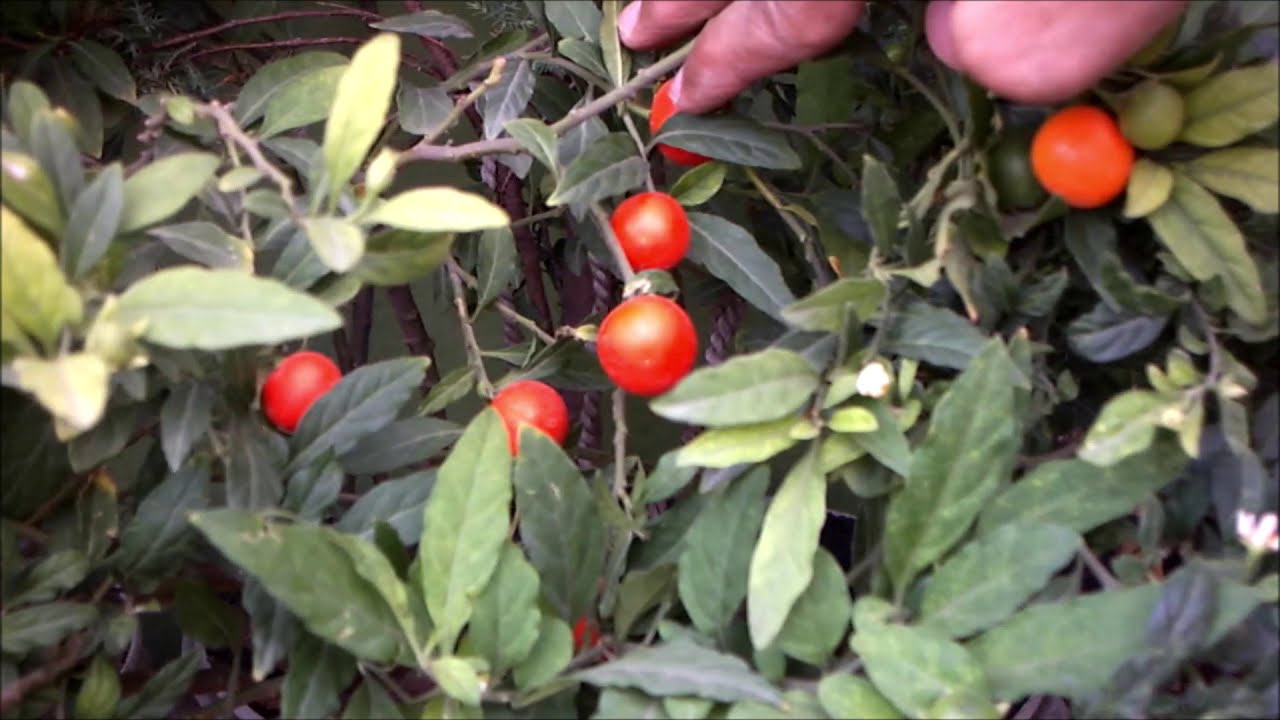 How to Grow and Care Tarka Mirch || Grow Red Chillies - YouTube