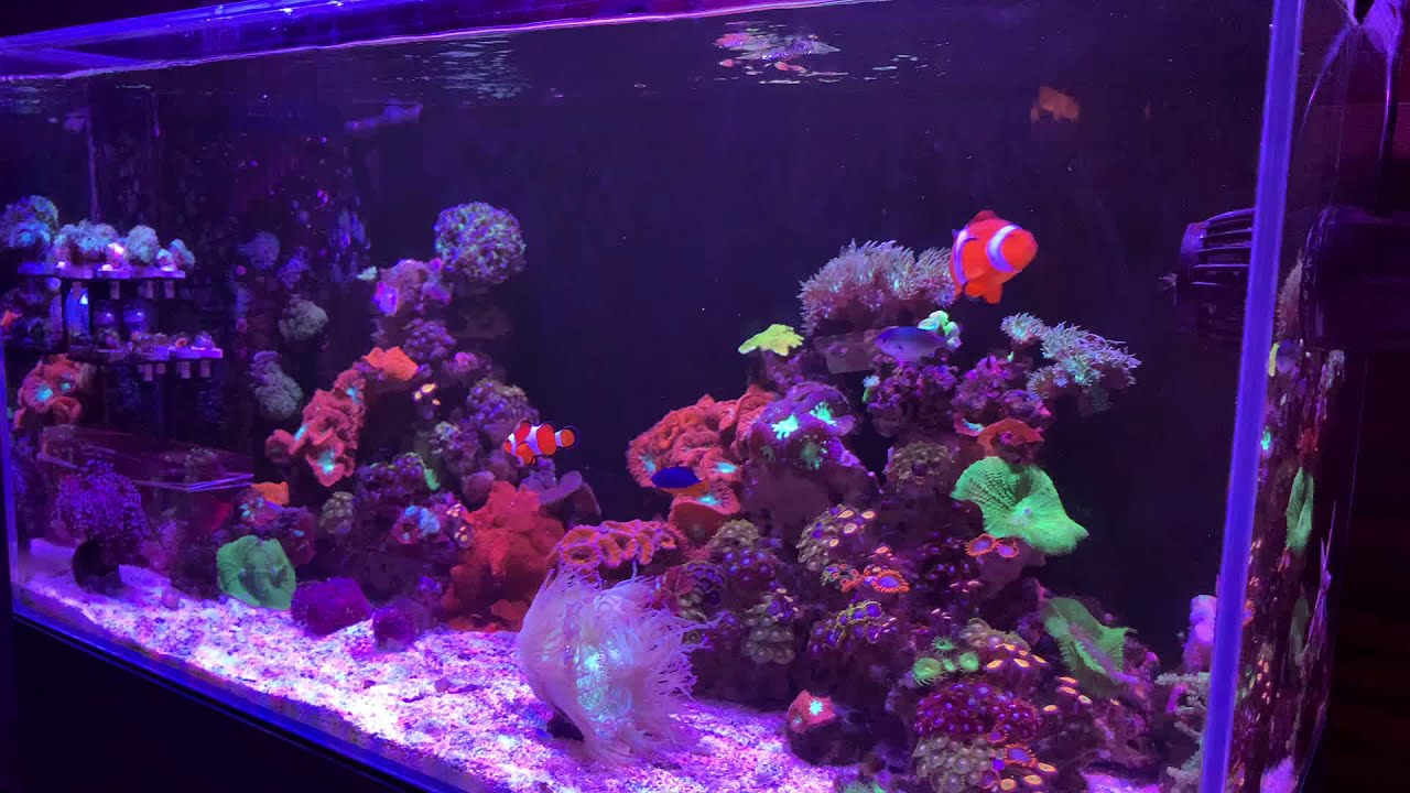 Aqua One Mini Reef 160 - Tank Update - Anything Acrylic Frag Rack - YouTube