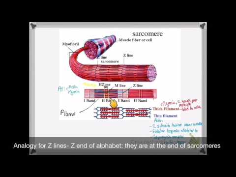 OCR A LEVEL BIOLOGY - UNIT 5.5 (PART 3) | MUSCLES - YouTube