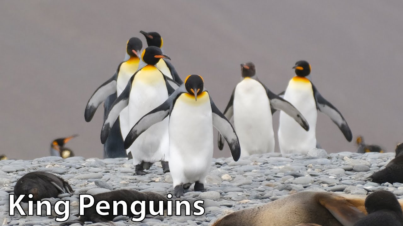 Amazing King Penguins🐧 - YouTube