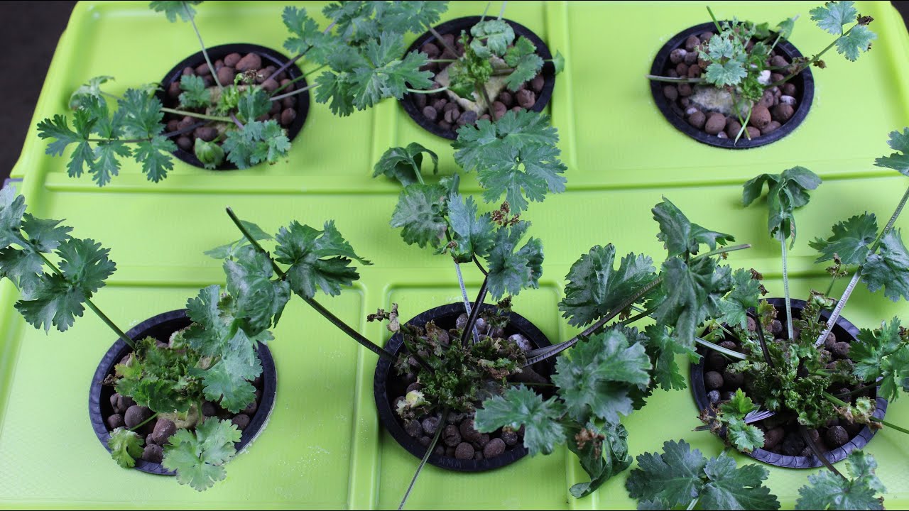 Homemade Hydroponics System | Deep Water Culture Cilantro Update #2 ...