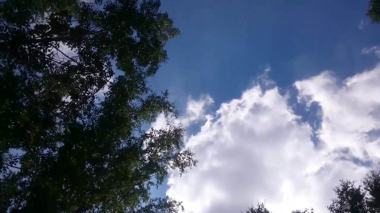 Real birch forest - YouTube