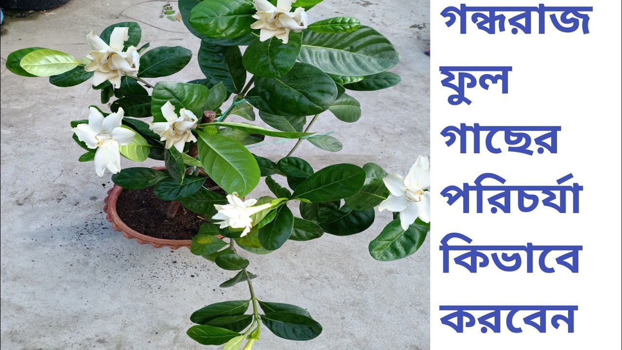 গন্ধরাজ ফুল গাছের যত্ন ও পরিচর্যা/ Gondhoraj flower plant care/How To ...