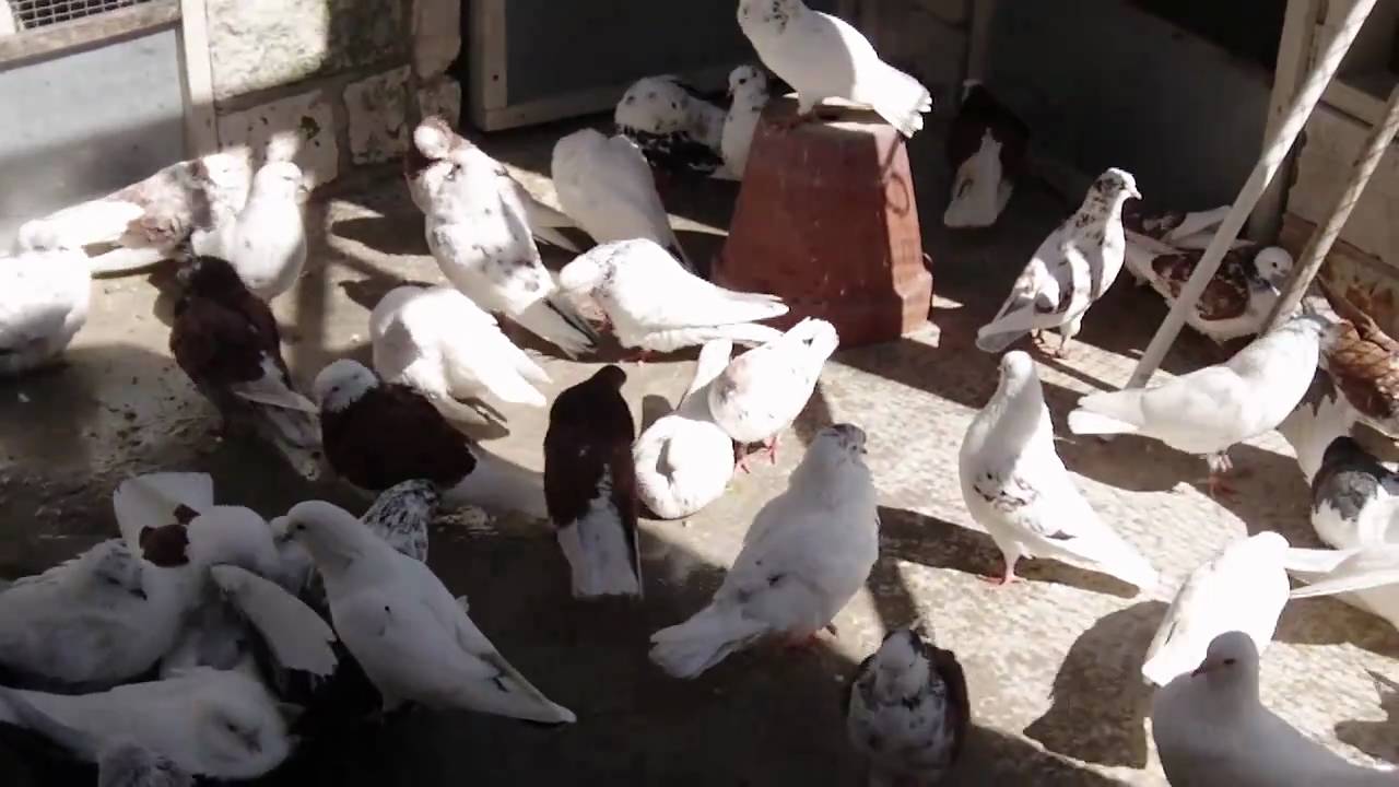 iranian pigeon - YouTube