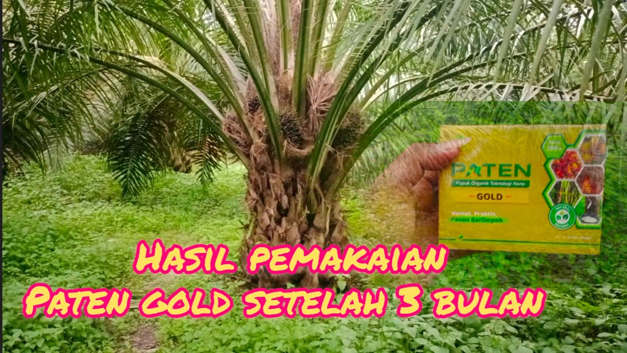 Hasil Aplikasi Pupuk Paten Gold After 3 Bulan Pada Kelapa Sawit ...