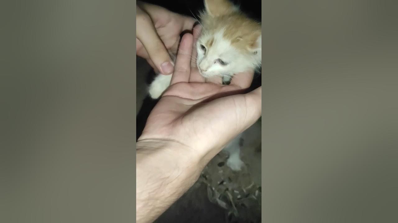 قط كيوت Meowing Youtube