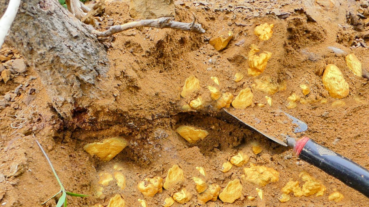 expensive gold found under Roots on mountain-mining gold by expert man ...