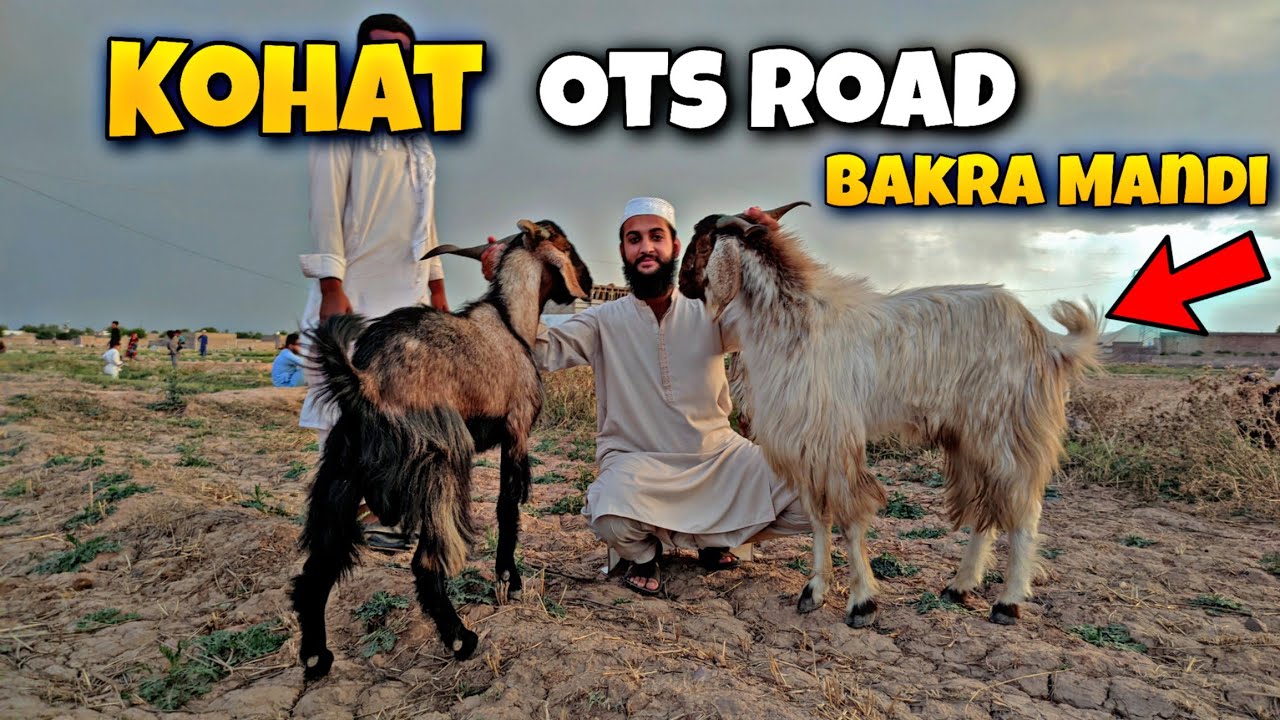 Kohat By Pass Road Bakra Mandi 2023 | Kohat Mandi | Ots Road Mandi 2023 ...