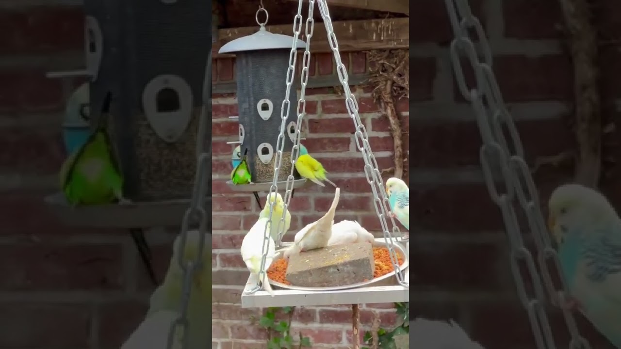 Budgie Colony | Budgies Aviary - YouTube