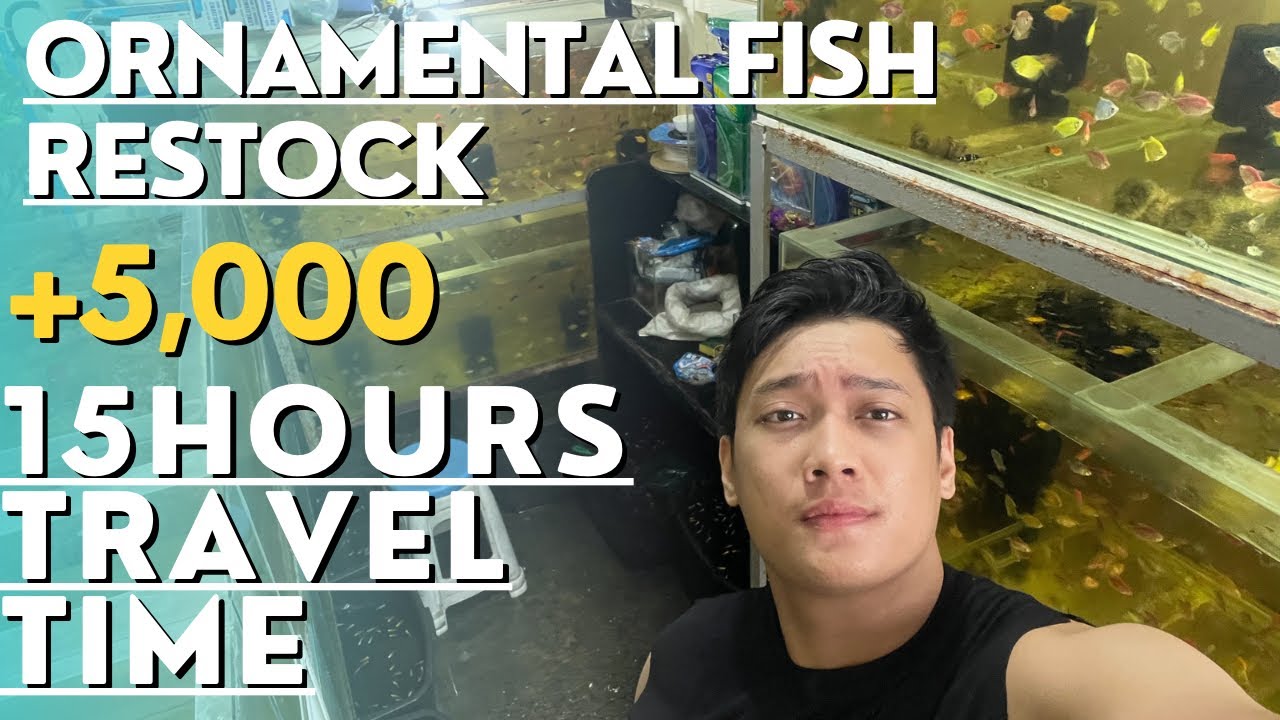 +5000PCS ASSORTED ORNAMENTAL FISH RESTOCK | 41 AQUARIUM FULL OF FISH ...