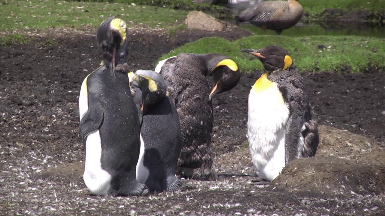 King Penguins moulting, preening, sleeping - YouTube