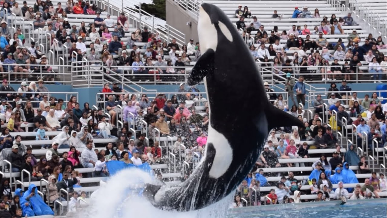 Corky & Orkid, Kalia, Shouka & Keet during Orca Encounter at SeaWorld San Diego April 18, 2025 ...