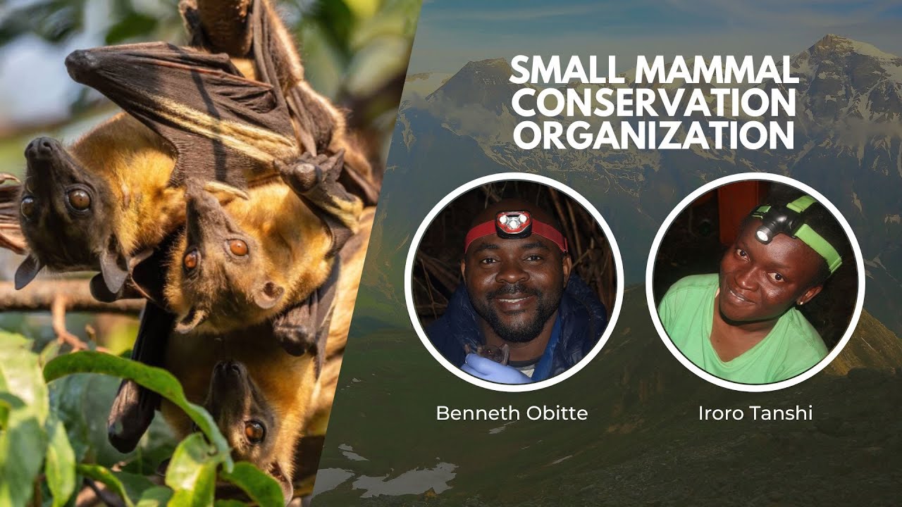 Safeguarding Bats | Wildlife Conservation Expo - YouTube