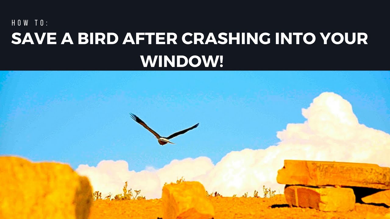 How to save a bird when it crashes into your window - YouTube