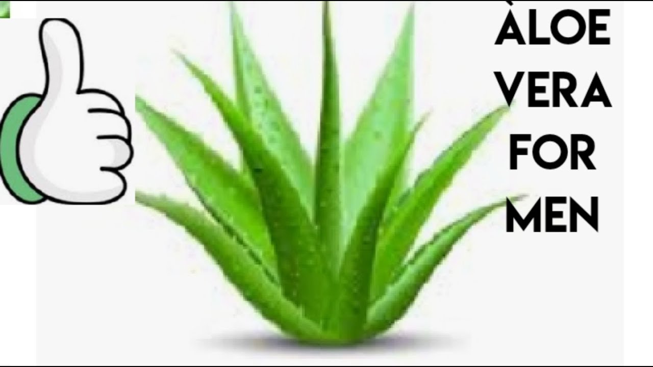 How to Properly Use Aloe Vera For Men | Energy Drink For Men - YouTube