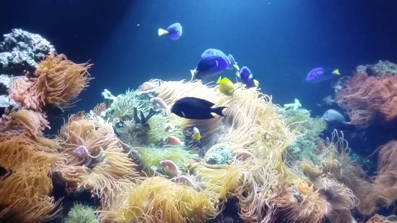 Riverhead aquarium - YouTube