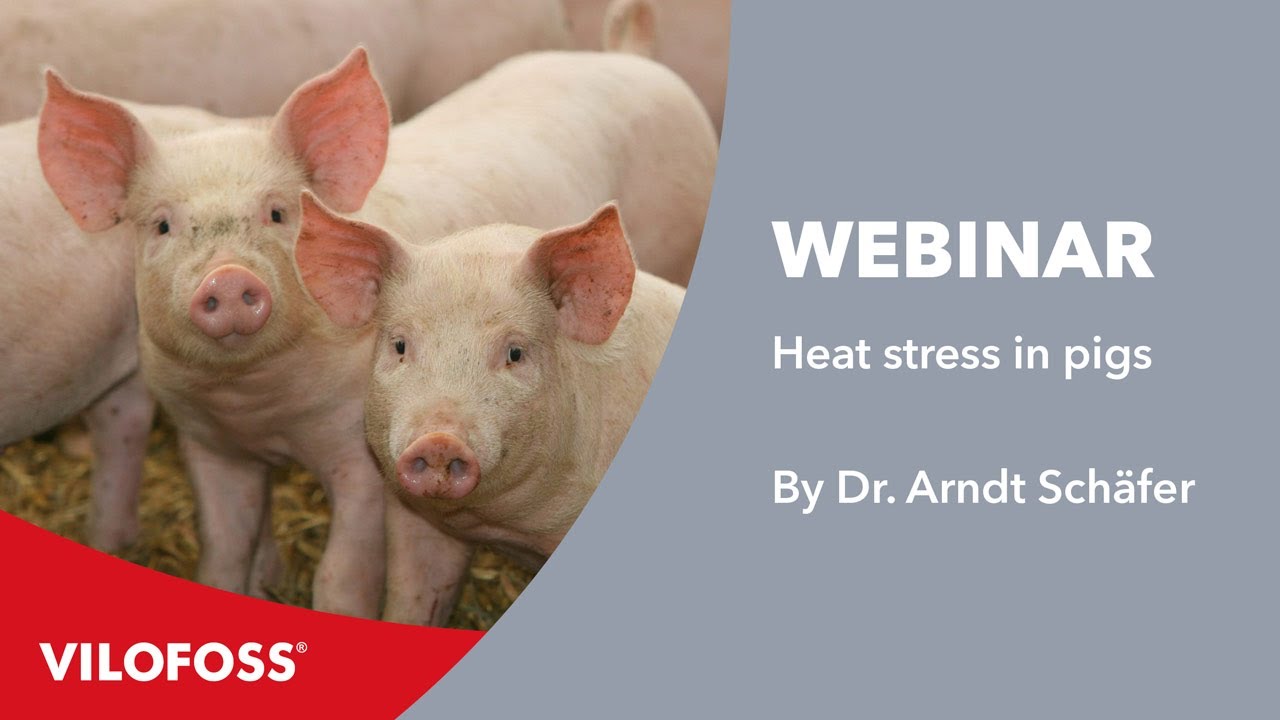 WEBINAR: Heat stress in pigs - Which consequences, which solutions ...