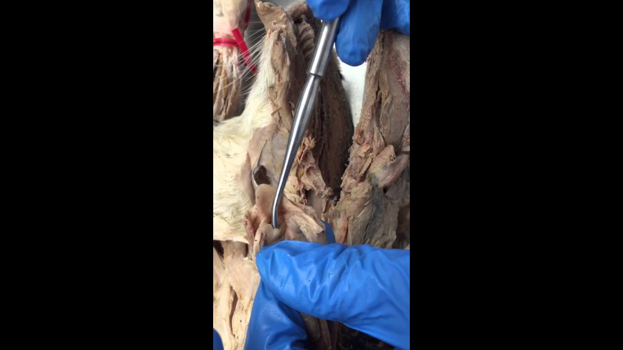 Cat Respiratory - Larynx - YouTube