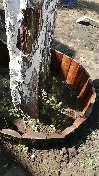 ограждение вокруг дерева. - YouTube