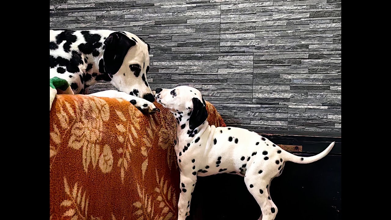 Dalmatians: puppies in a commotion :D with their mom and grandma - YouTube