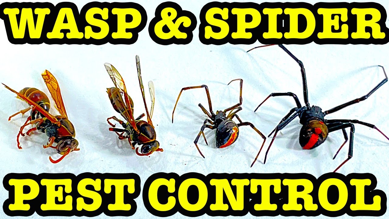 Redback Spider & Wasp Nest Roundup Summer Pest Control In Australia EDUCATIONAL VIDEO - YouTube