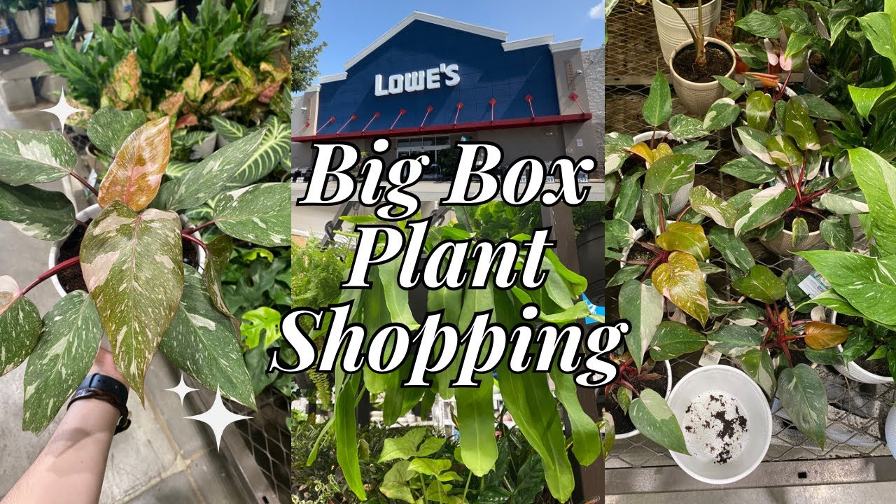 Big Box Plant Shopping | Super Galaxy Pink Princess for CHEAP! - YouTube