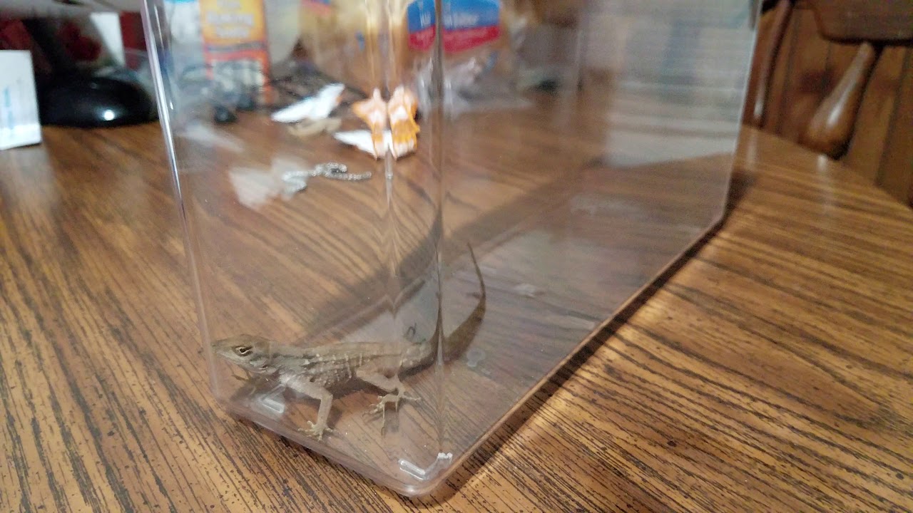 Found a cute little lizard in my house - YouTube