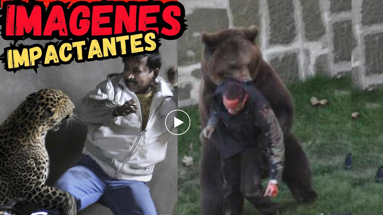 Los 10 ATAQUES de Animales mas IMPACTANTES. - YouTube