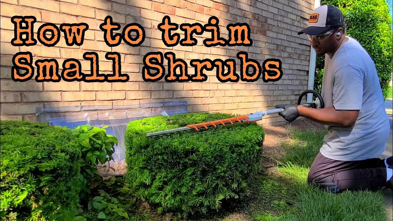 How to Trim Small Shrubs (Step-by-Step) - YouTube