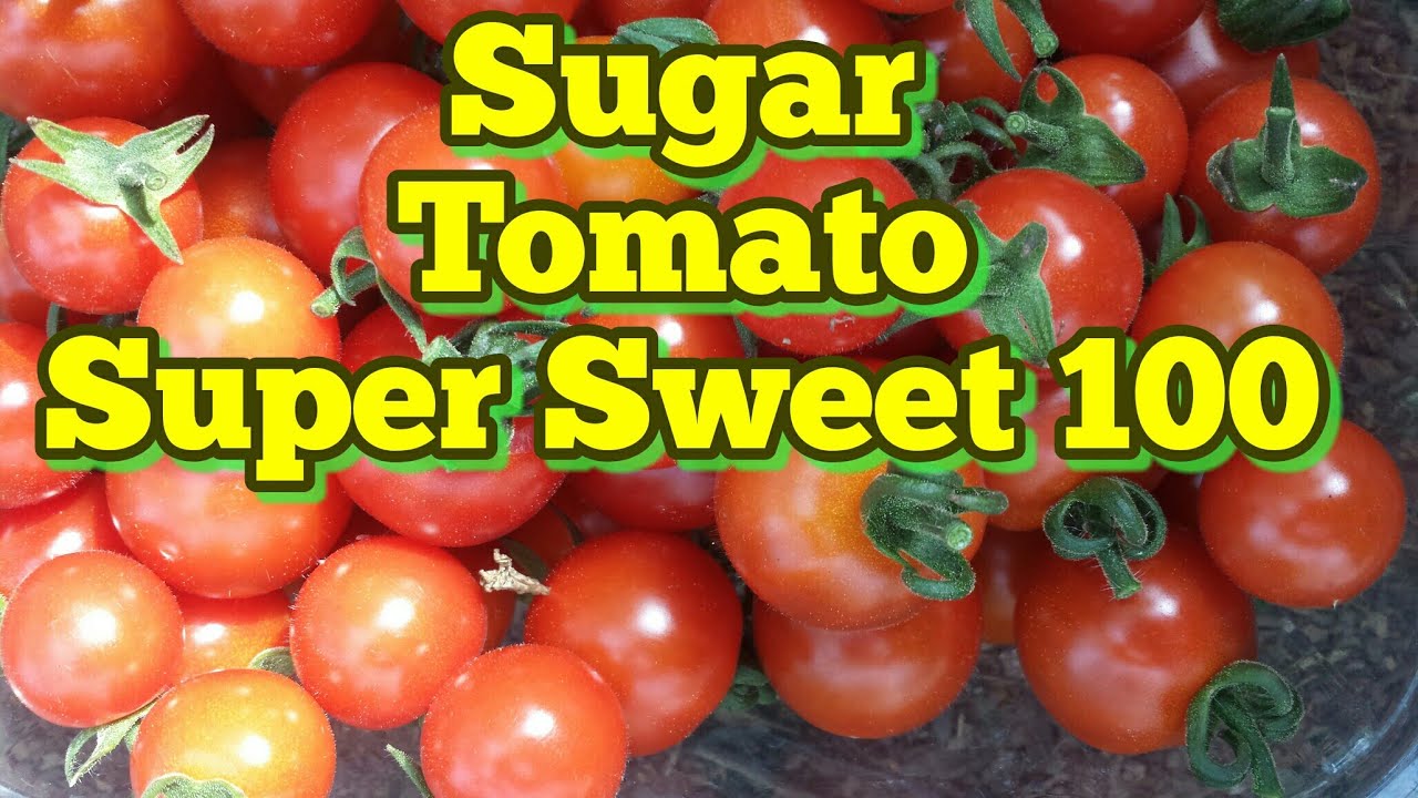 Sugar Sweet Tomato variety Super Sweet 100; Description & Tasting - YouTube