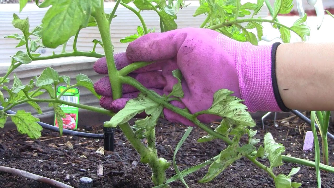 Tomato Plant Reproduction - YouTube