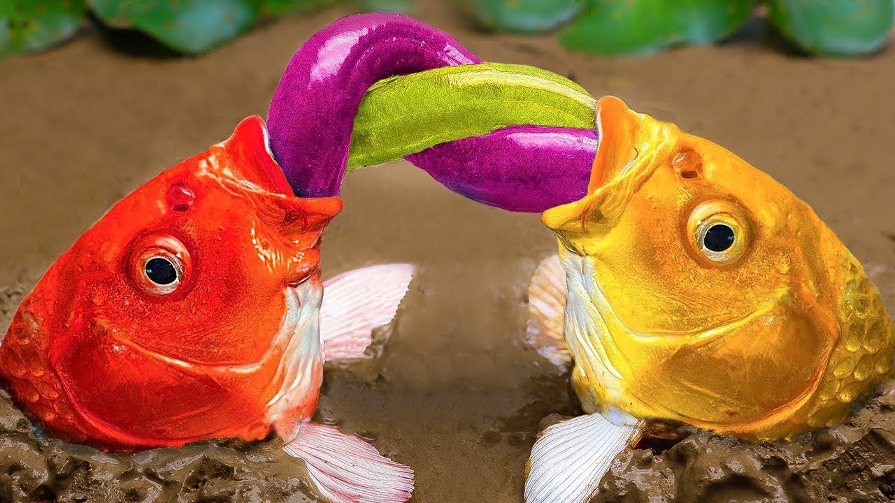 Funny Fish Video ️ Wedding ceremony of 2 Rainbow Koi Fish in the Swamp ...