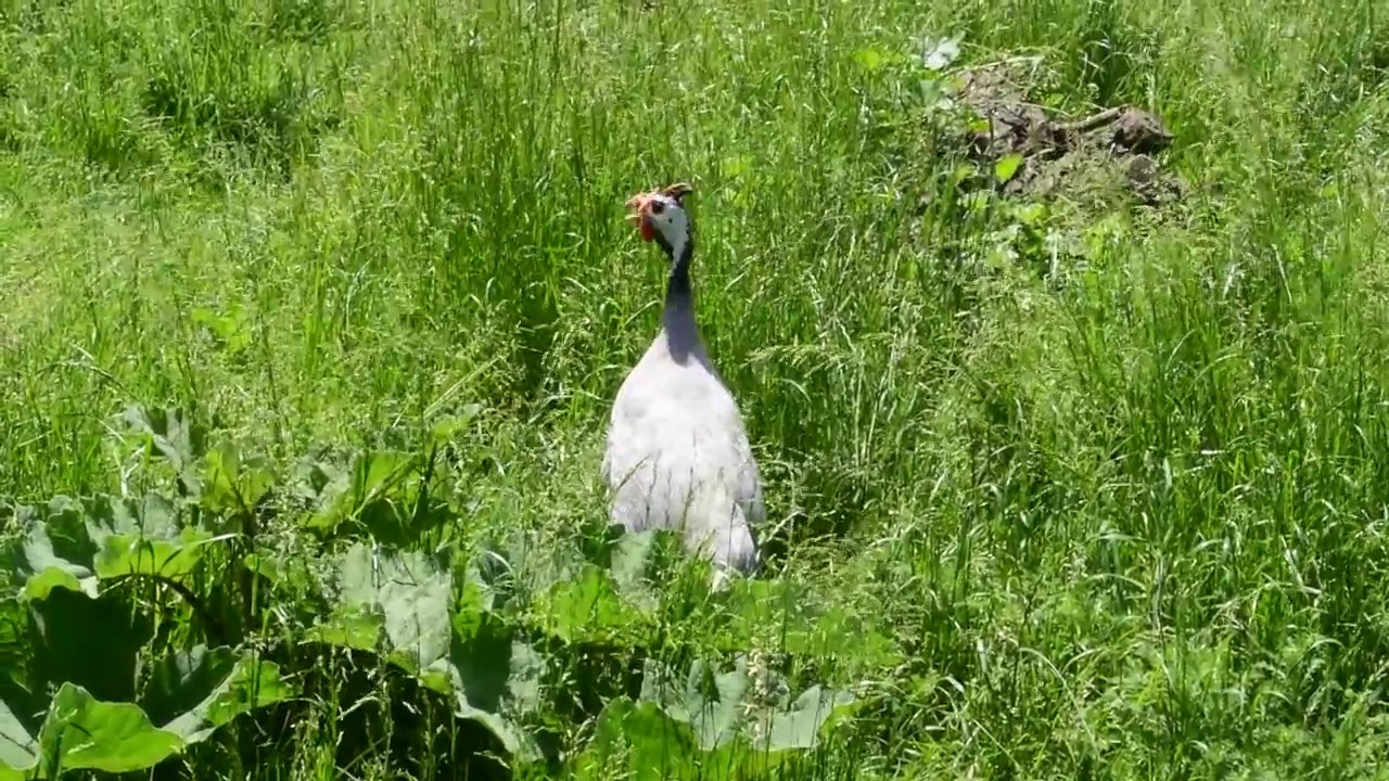 Male guinea fowl sound - YouTube