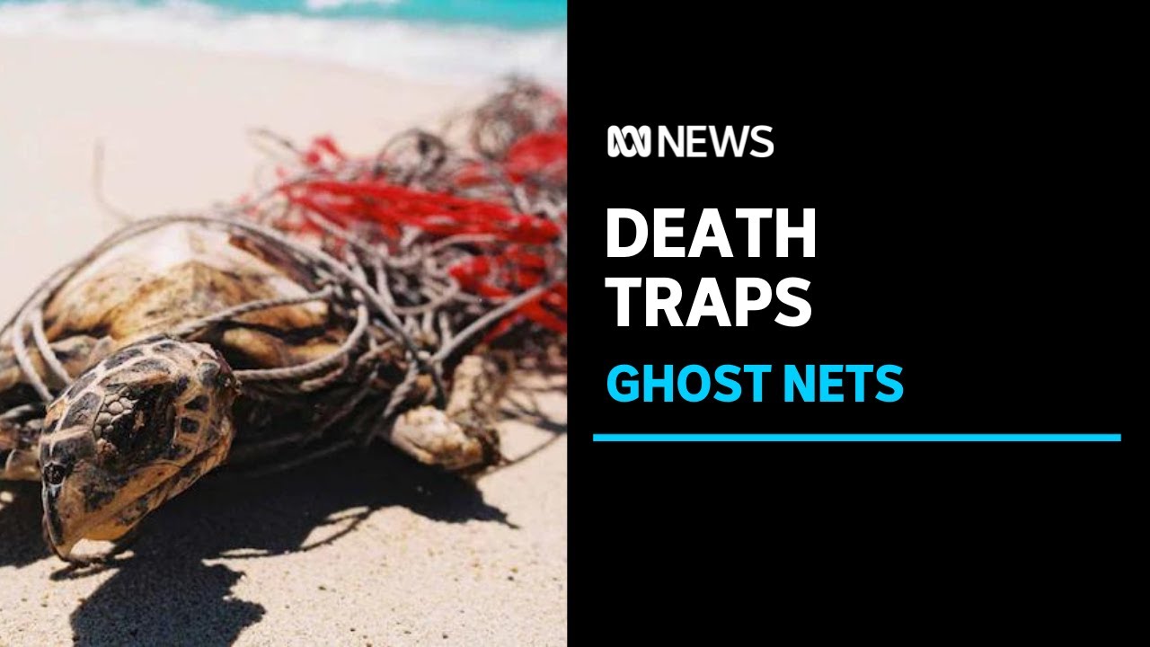 Abandoned fishing nets are devastating northern Australian seas | ABC ...