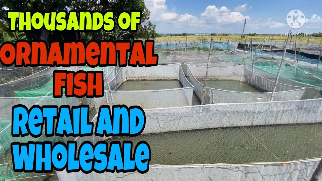 FARM VISIT |Thousands of Ornamental Fish in This Farm!Retail and ...