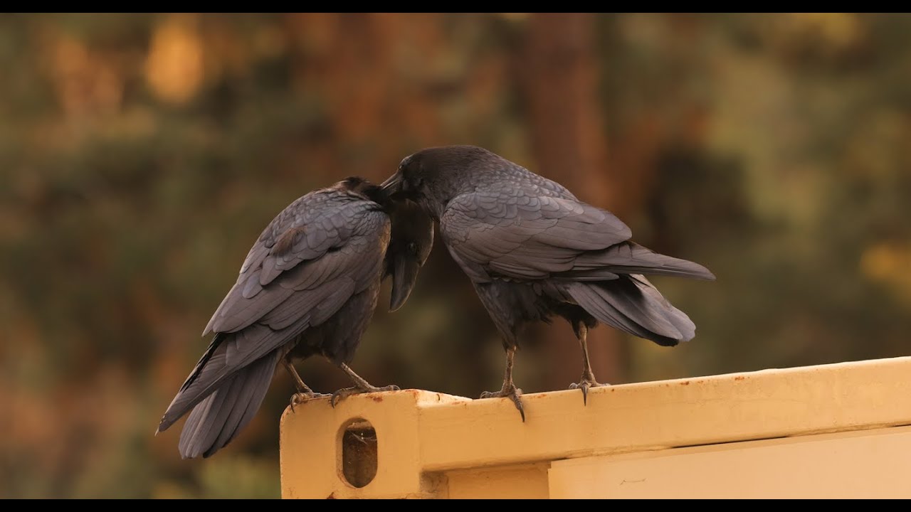 Male raven preening his mate - YouTube