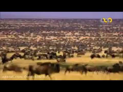 مستند فوق العاده زیبا و دیدنی حیات وحش  mostanad hayat e vahsh