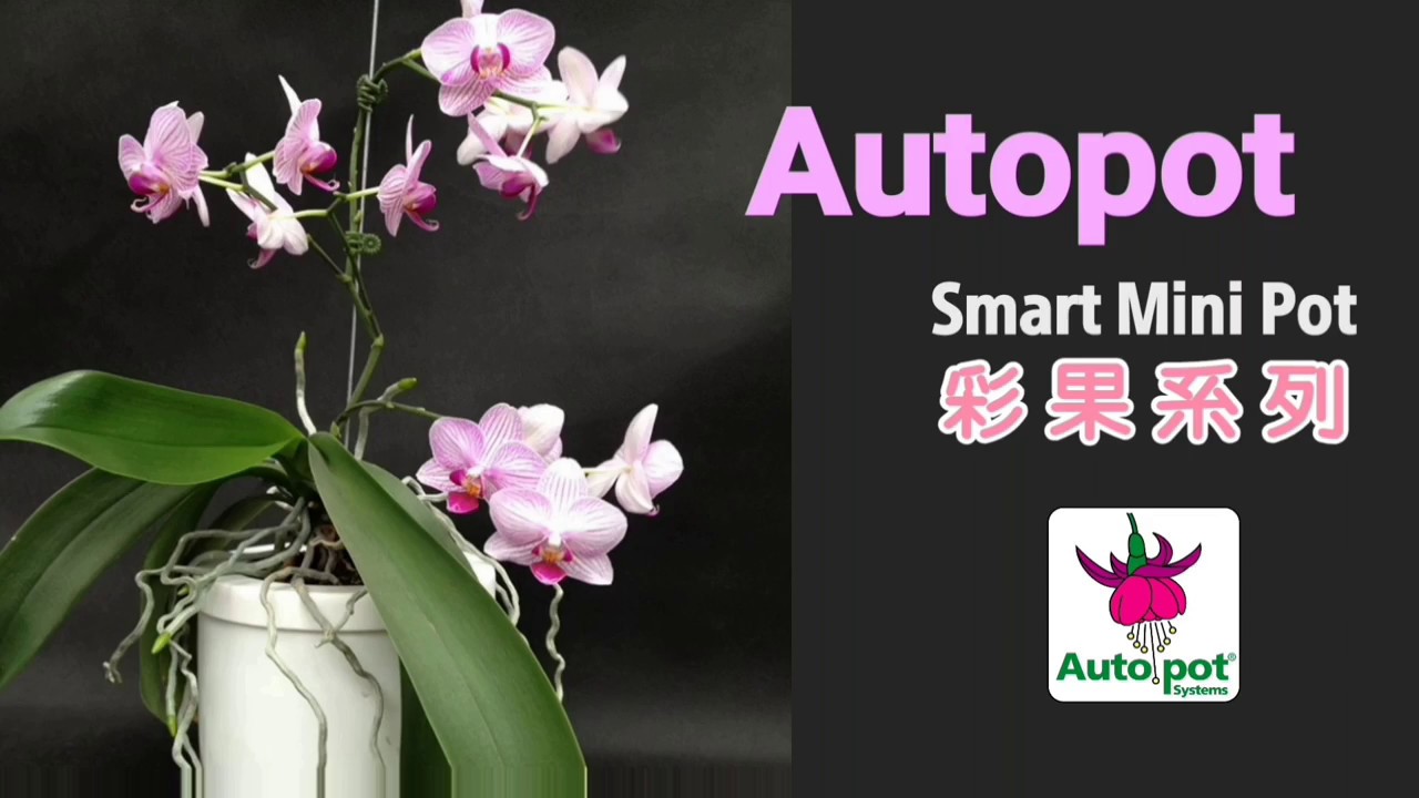 Autopot Smart Mini Pot assembling 彩果系列組裝 水耕栽培 魚菜共生 - YouTube