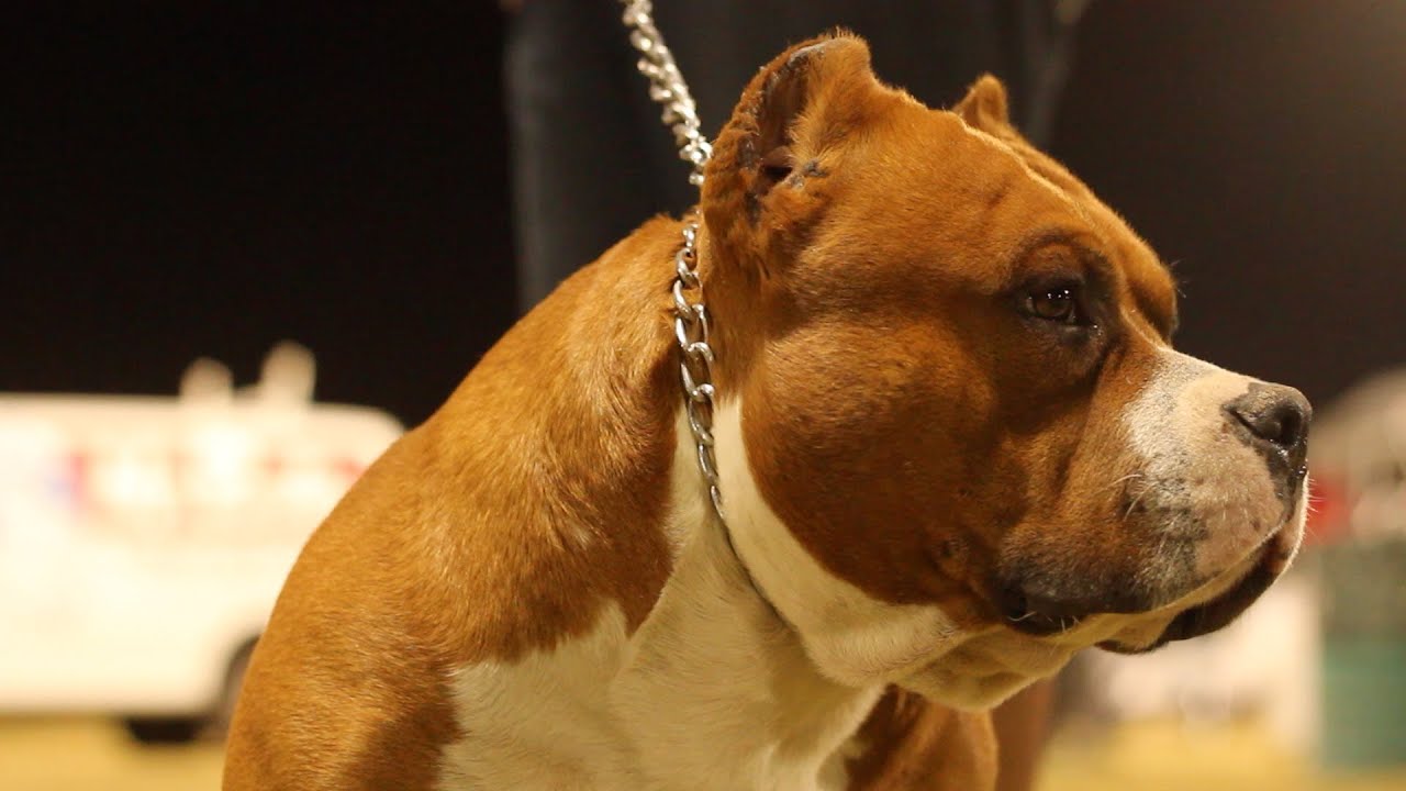 AMERICAN BULLY - RED RUM - YouTube