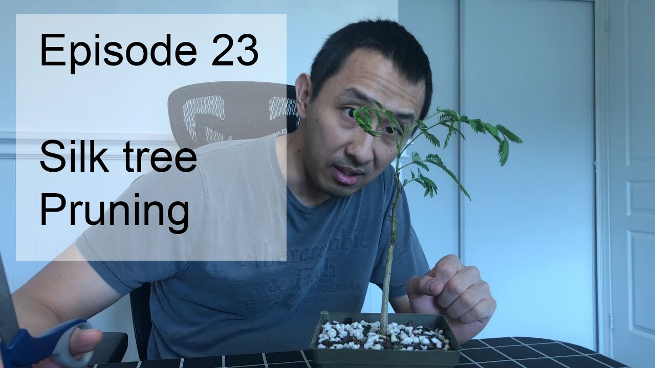 Episode 23, Minor Silk Tree Pruning - YouTube