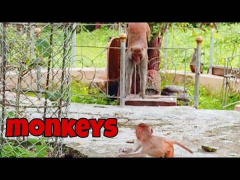 Cute baby monkey running|monkeys - YouTube