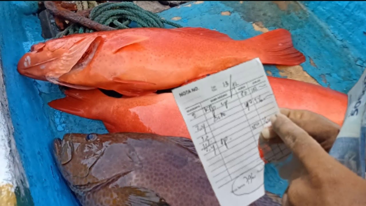 PROSES PENIMBANGAN|| SUNU MERAH||#traditionalfishing #umpanhidup # ...