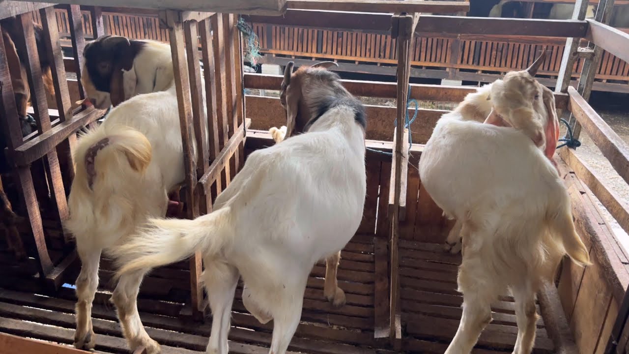 PERBEDAAN KAMBING MURAH DAN MAHAL AWAS DAPAT YANG KURUS ‼️🔥🔥🔥 - YouTube