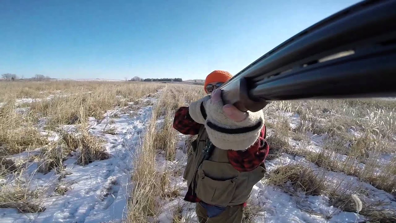 2014 MN Pheasant Hunting - YouTube