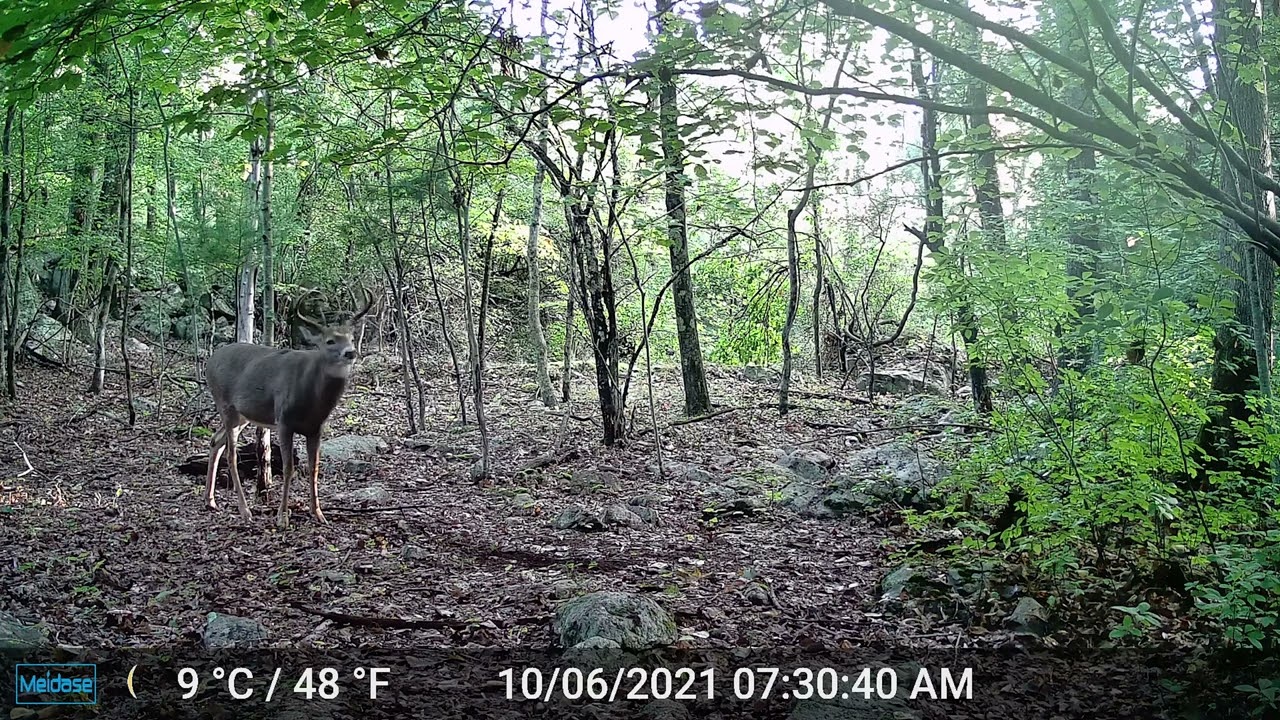 EVERY BUCK in the Massachusetts WHITETAIL RUT on 1 Camera | 2021 Deer ...