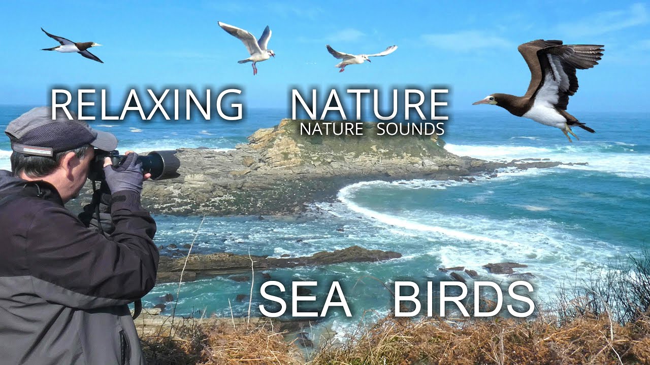 🎧 RELAXING NATURE. SEA BIRDS. BROWN BOODY/SULA LEUCOGASTER 4K. BASQUE ...
