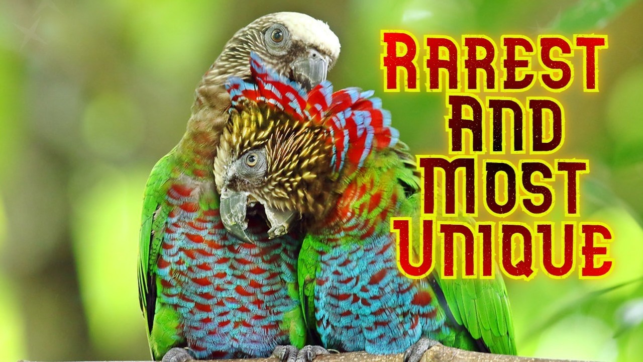 Most Mysterious and Unique Parrots on Earth 🌎 - YouTube