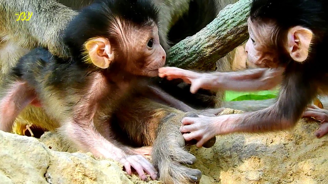 Congrats! Newborn Chiko just born Today / Cesca monkey has a cute baby ...