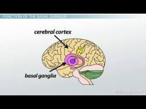 why one sided damage to basal ganglia and Cerebellum and their deficits ...
